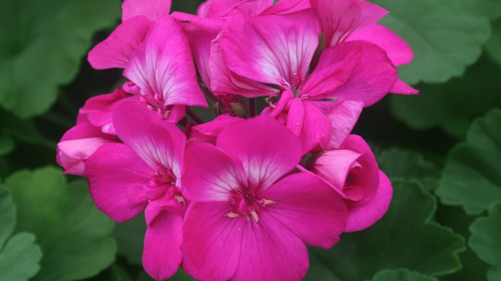 Seasonal: Spring / Summer | Varner’s Greenhouse & Nursery